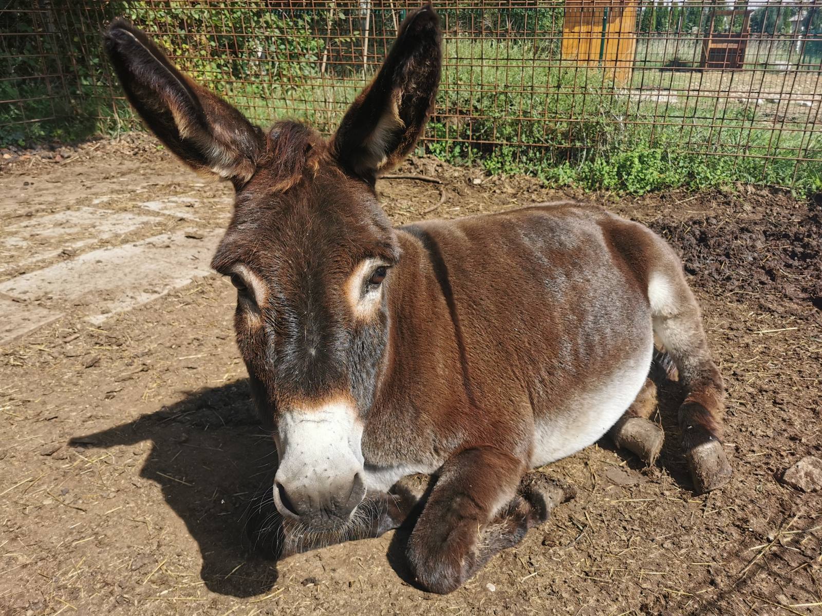 Čarobni vrt | Naše živali | Osel
